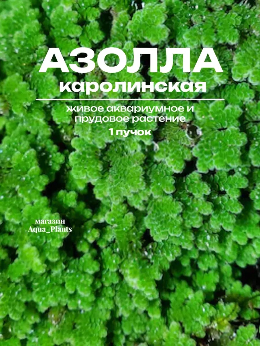Азолла каролинская, плавающее, аквариумное растение, для пруда, зеленое