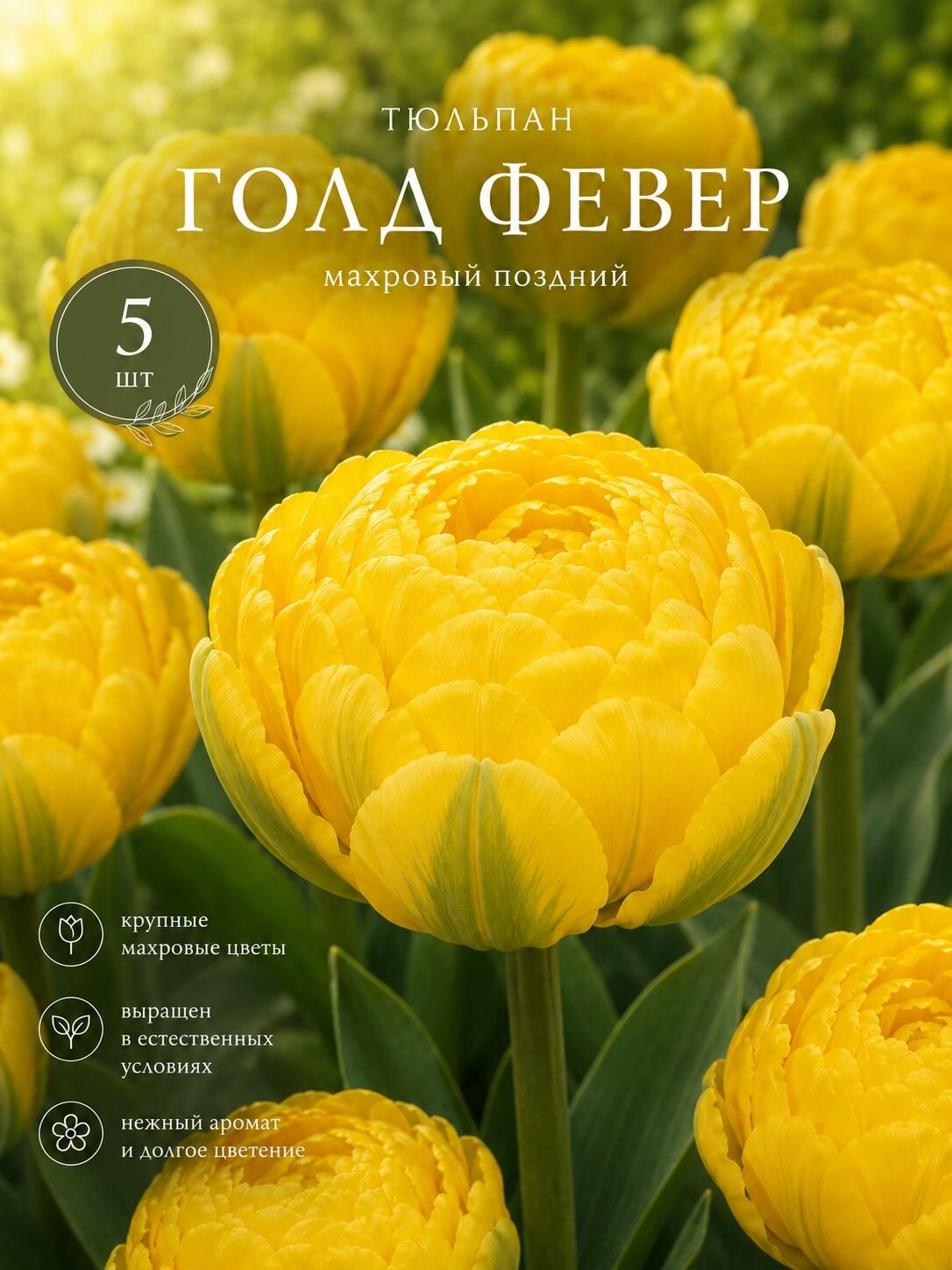 Тюльпан луковицы многолетние сорта "Голд Февер" , 5 шт в упаковке