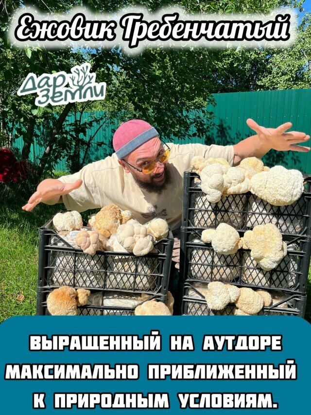 Ежовик Гребенчатый целый плод 50гр.
