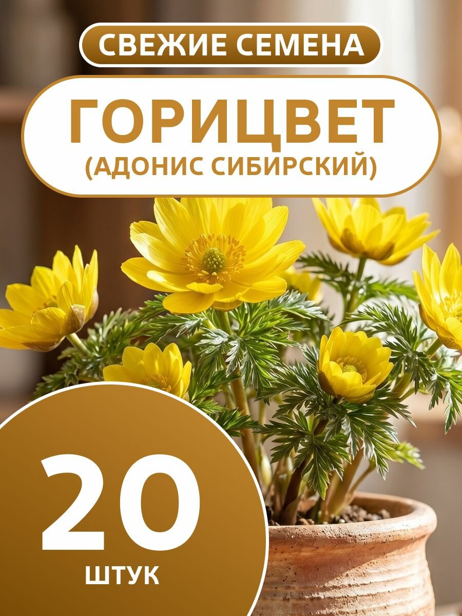 Горицвет семена для выращивания 20 шт