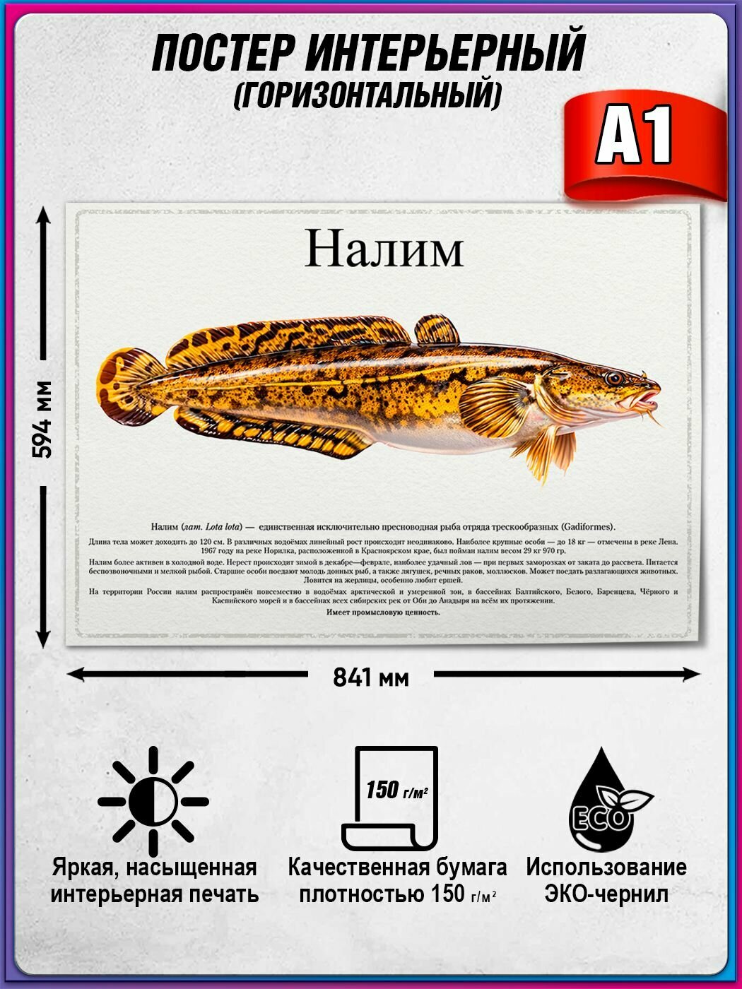 Постер интерьерный "Налим" с описанием, плакат, подарок на День рыбака / А-1 (84x60 см.)