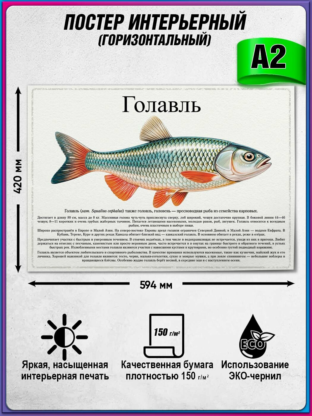 Постер интерьерный "Голавль" с описанием, плакат, подарок на День рыбака / А-2 (60x42 см.)