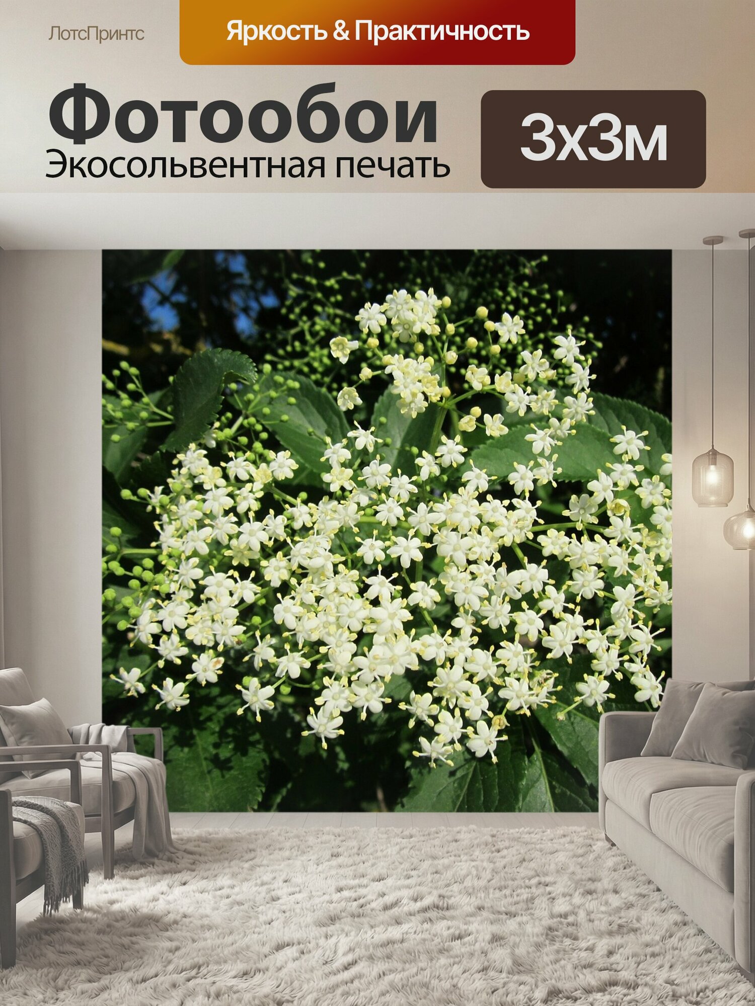 Фотообои "Самбук черный, старейшина, бузина" 300x300 см. экосольвентная печать