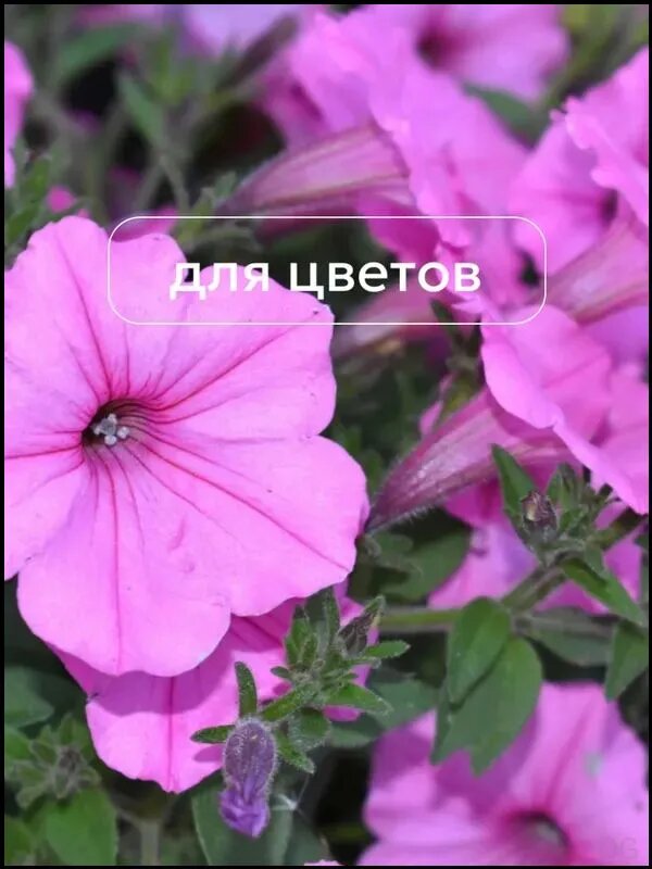 Грядка, 0.9х0.9 м — фото 1