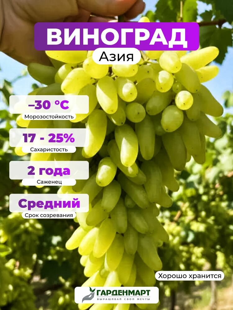 Саженец морозостойкий Виноград Азия