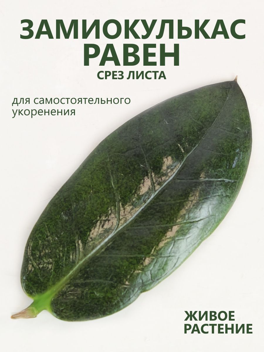 Замиокулькас цветок живой Равен срез листа, 1 шт