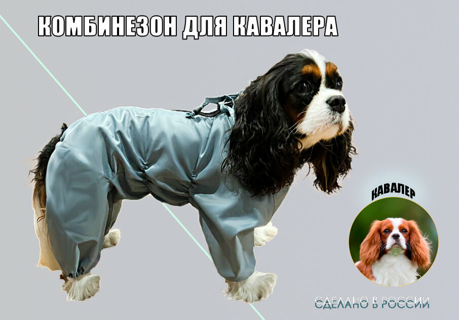 Комбинезон-дождевик для КАВАЛЕР-КИНГ-ЧАРЛЬЗА-СПАНИЕЛЯ кобеля, повышенной прочности, цвет серо-голубой