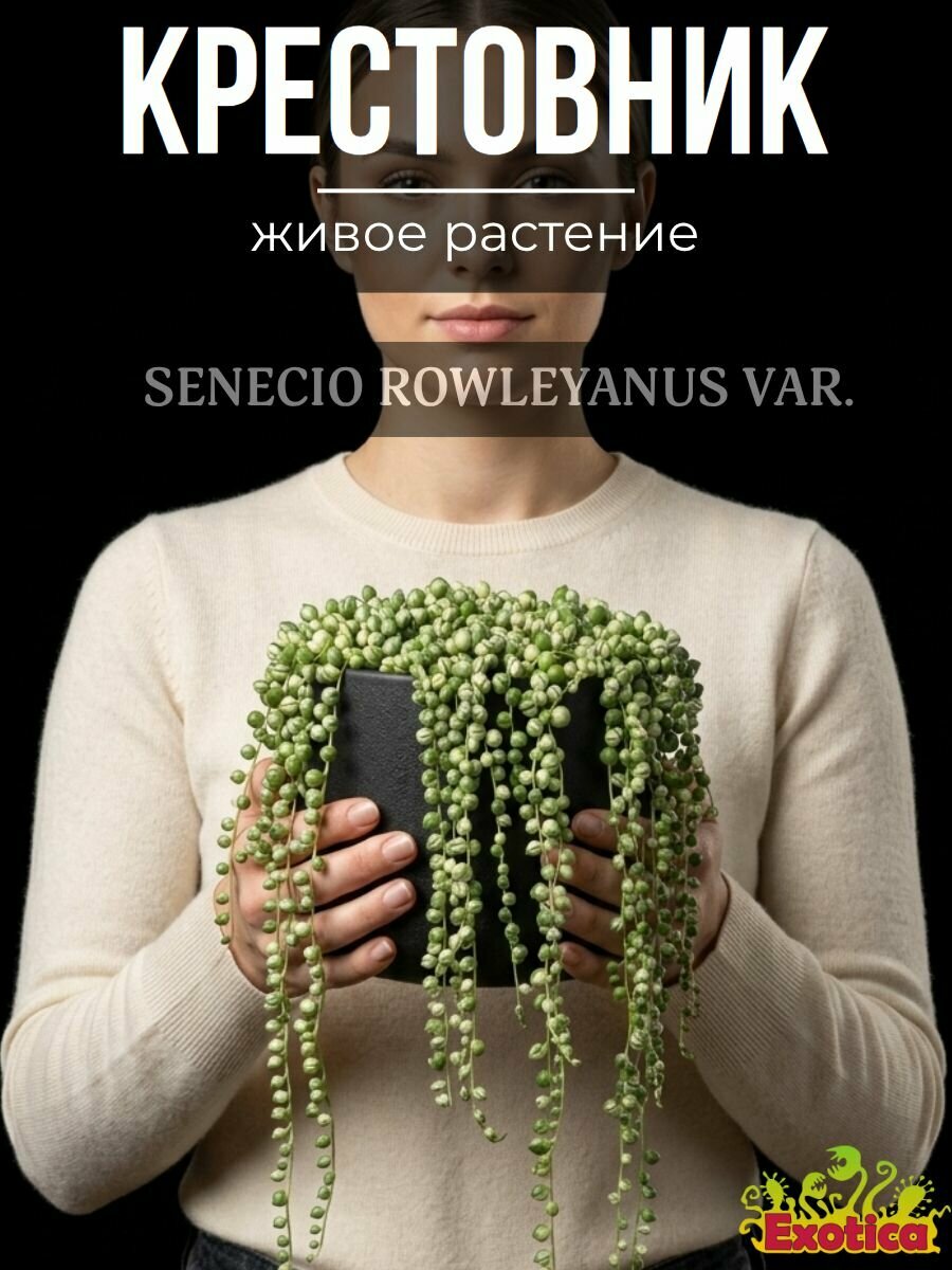 Крестовник Роули Вариегатный (Senecio Rowleyanus Variegata) D6см, суккулент в горшке