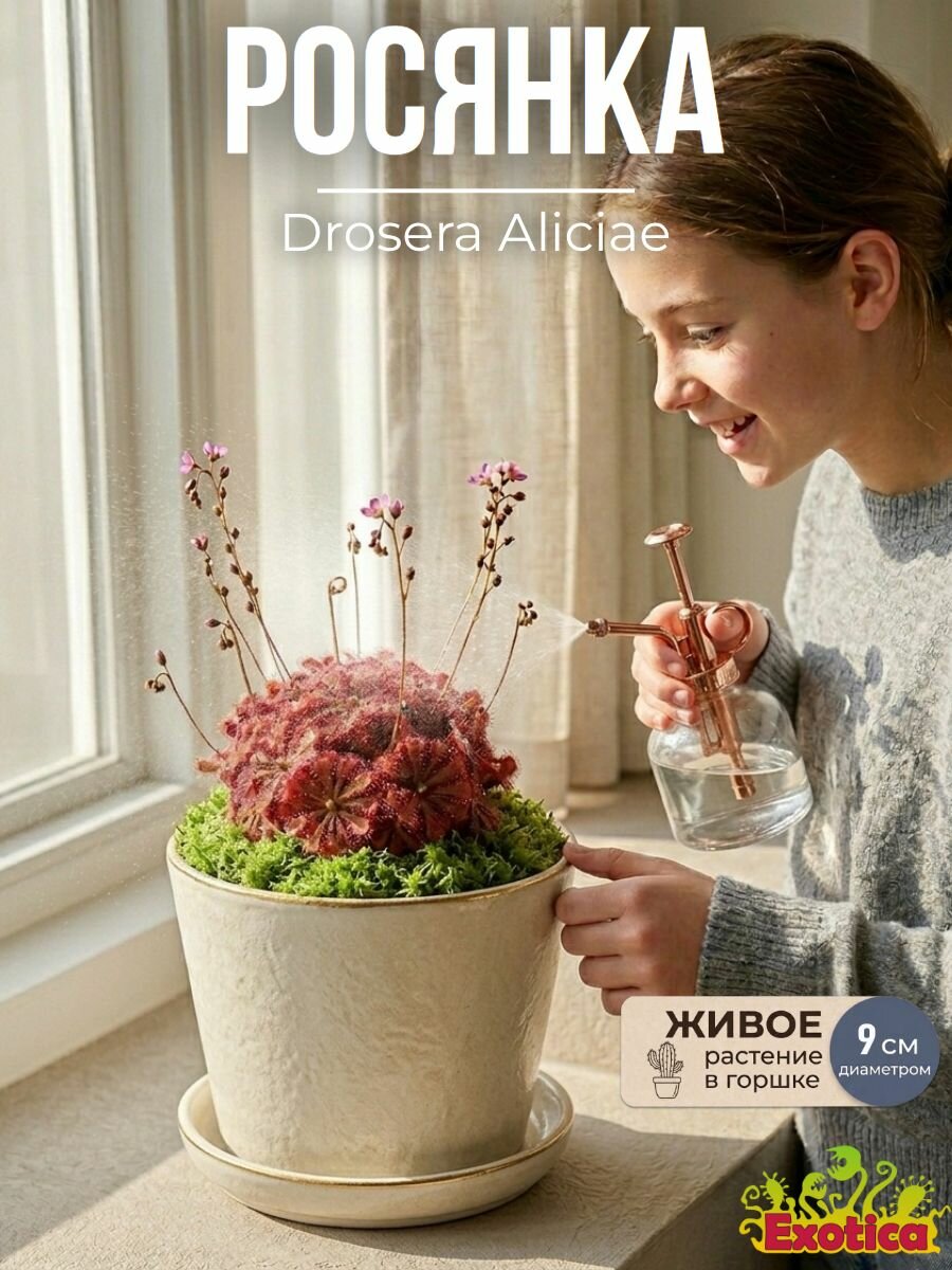 Росянка Алисия (Drosera Aliciae) D9см, хищное растение