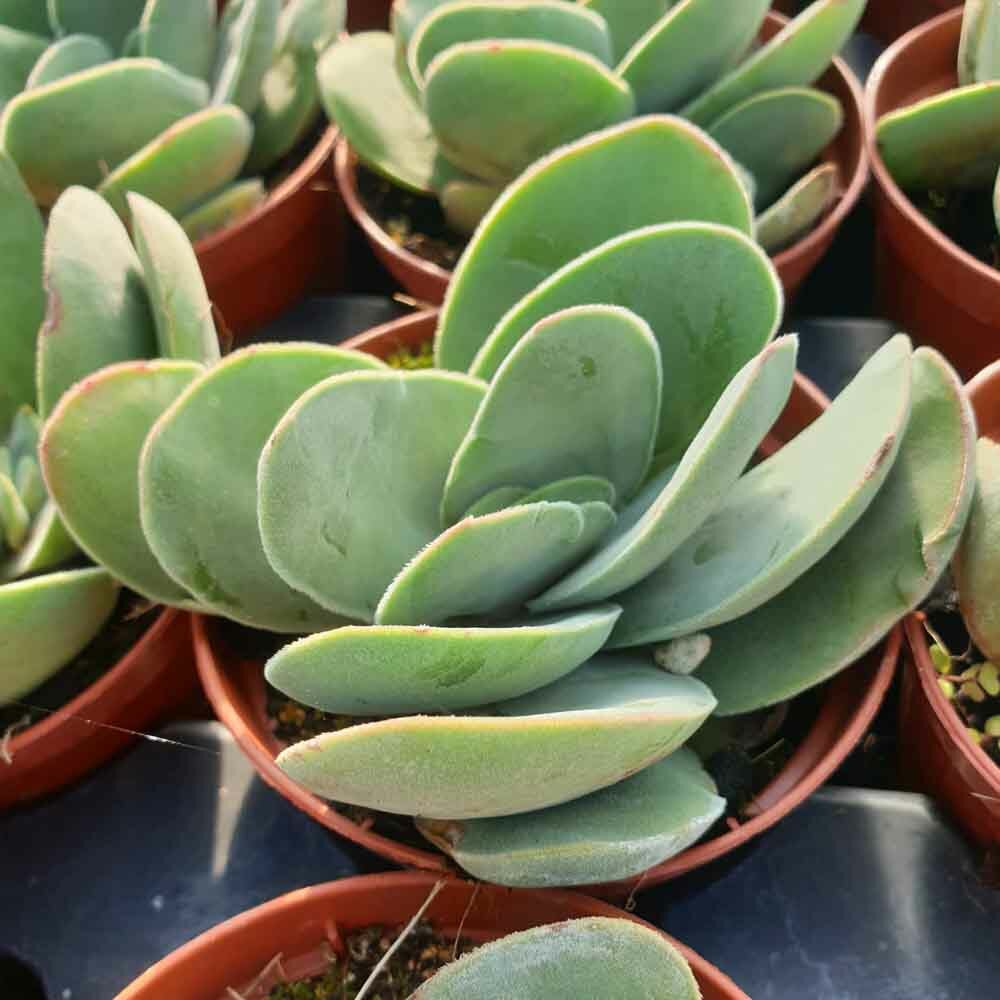 Крассула Котиледонис (Crassula Cotyledonis) D5см, суккулент в горшке