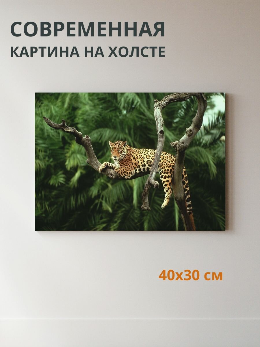 Картина на холсте Леопард 40x30 см