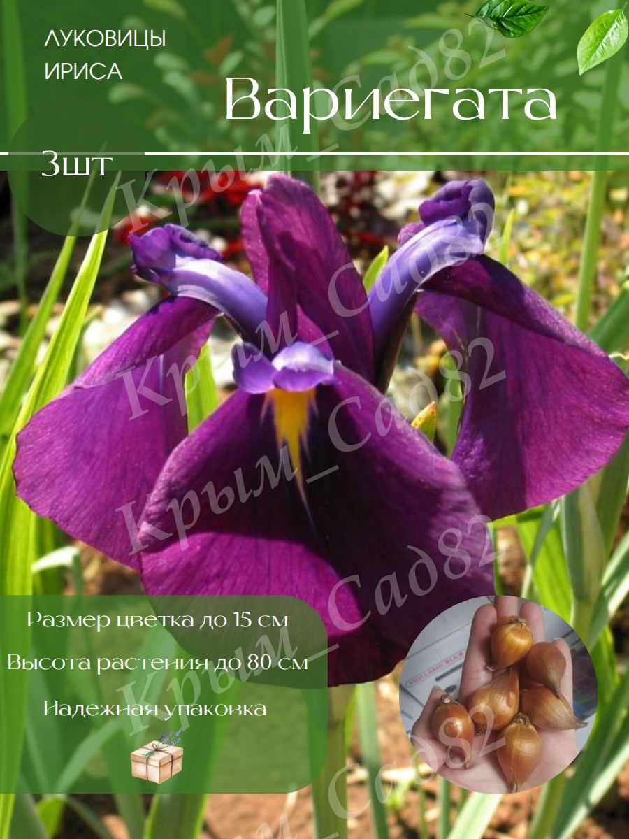 Луковицы Ириса Вариегата