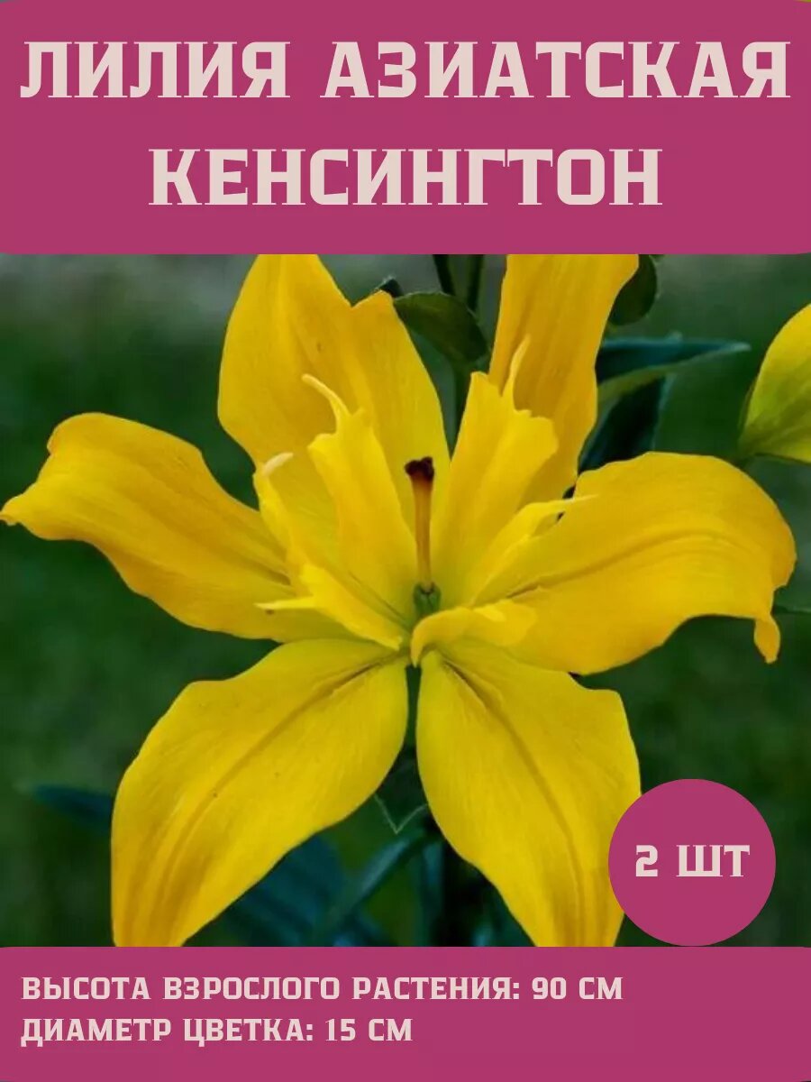 Лилия азиатская; Лилия восточная; Луковицы