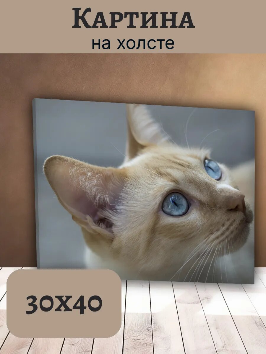 Картина Постер Кот Кошка Cat 30x40 сиамский котенок портрет