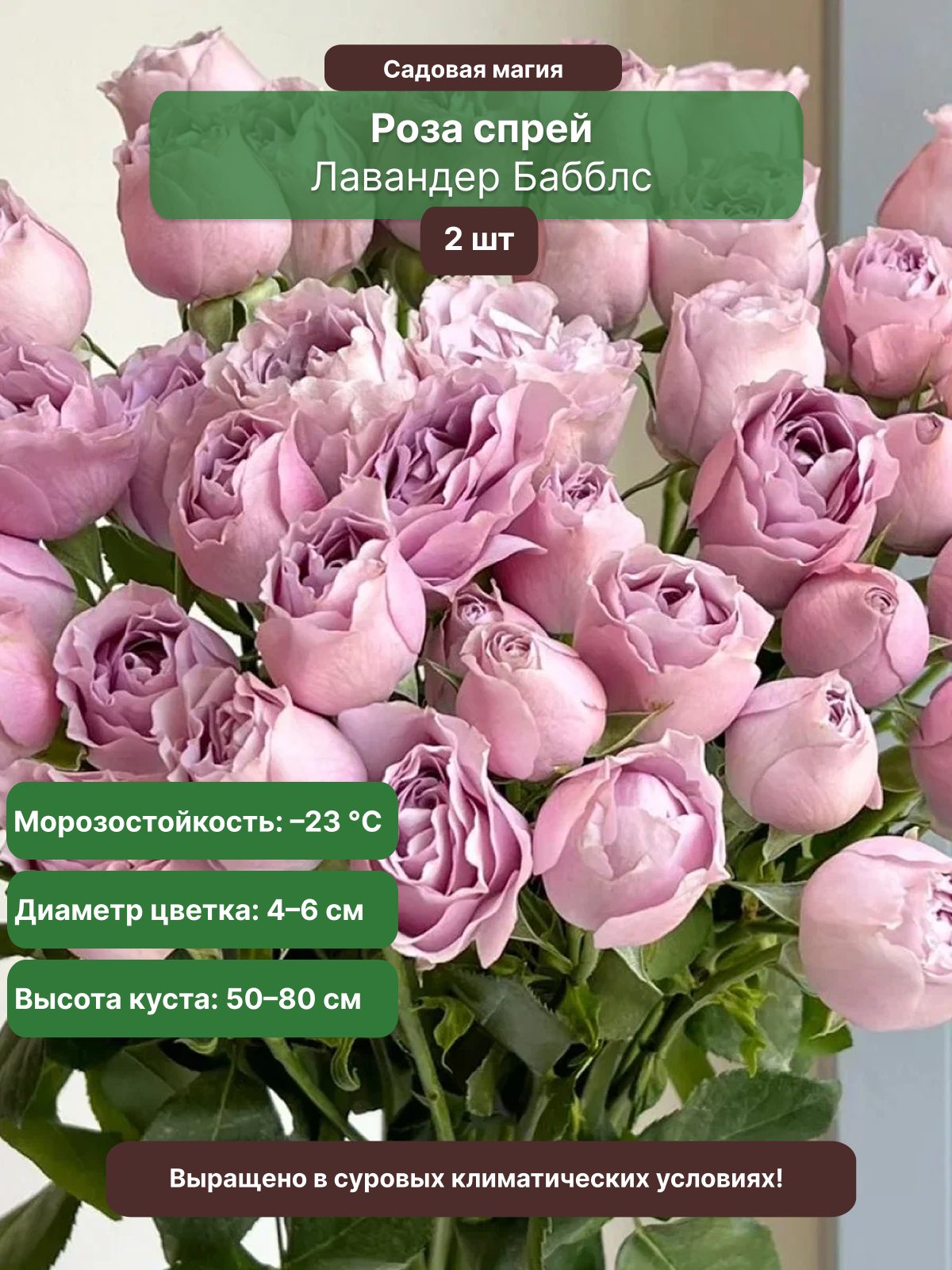 Роза спрей Лавендер Бабблс , 2 саженца , многолетняя , сиреневая