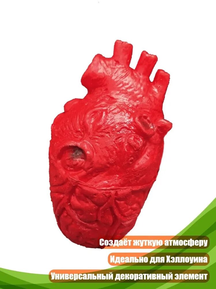 Модель человеческого сердца
