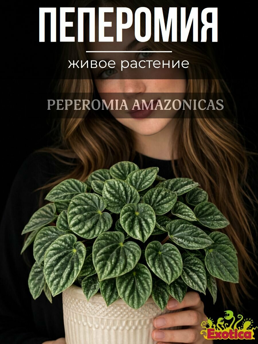 Пеперомия Амазоникас (Peperomia Amazonicas) D5см, растение в горшке