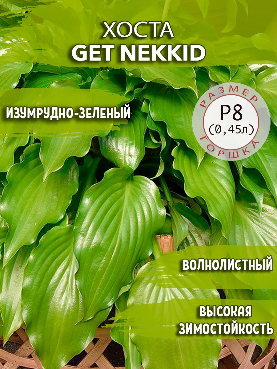 Хоста Get Nekkid