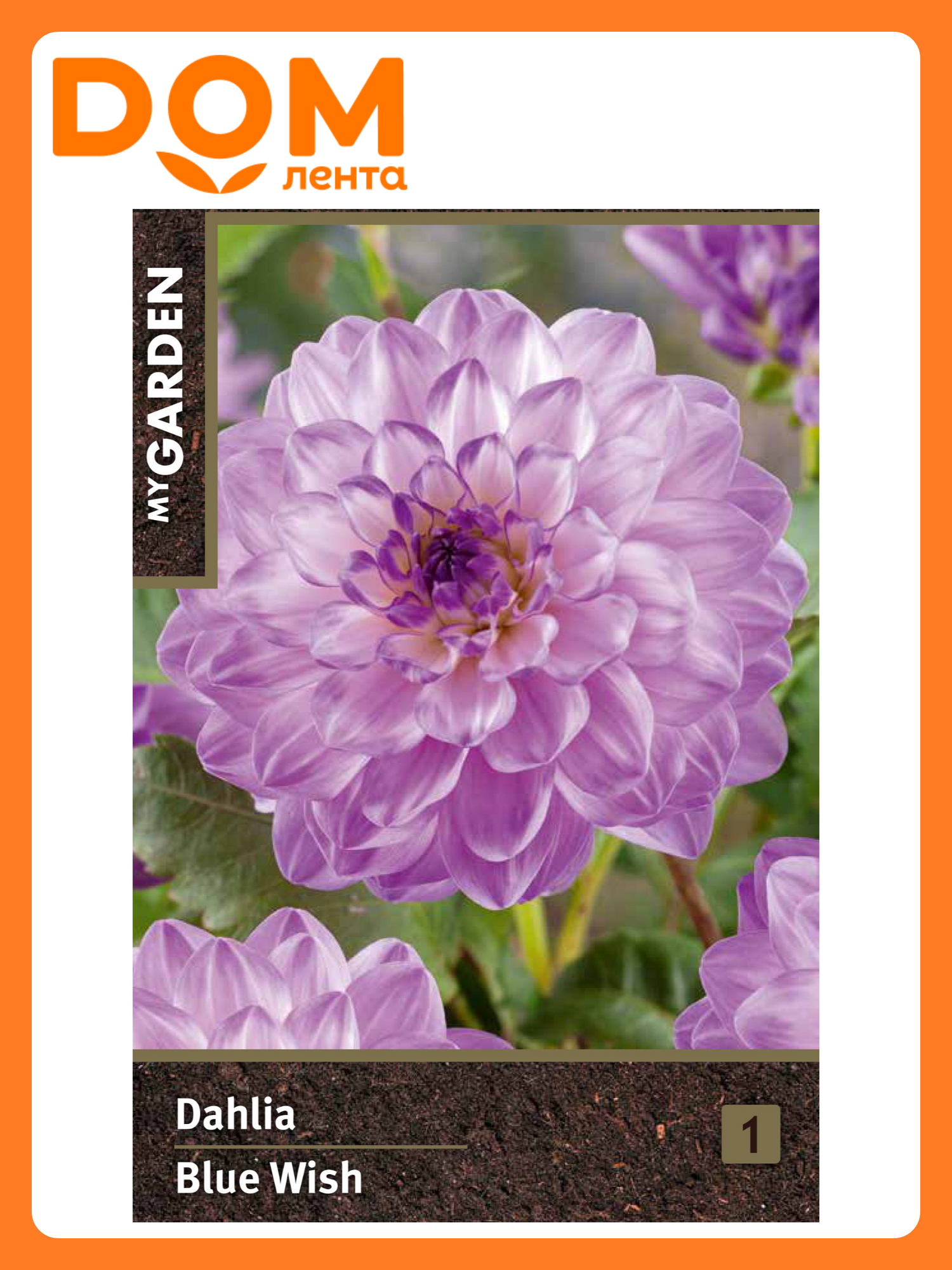 Георгина декоративная Блю Виш