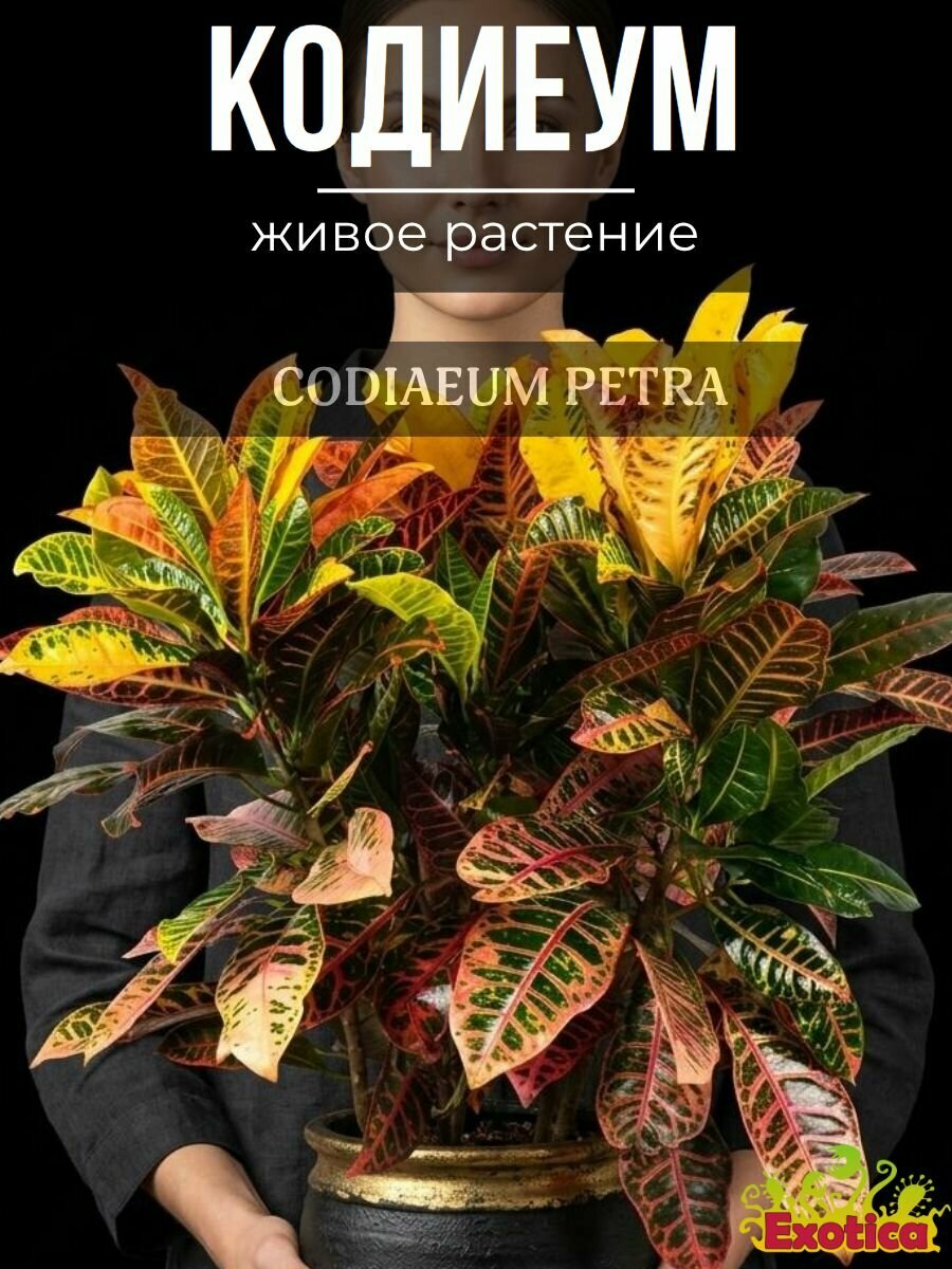 Кодиеум Петра (Codiaeum Petra) D6см, домашнее растение