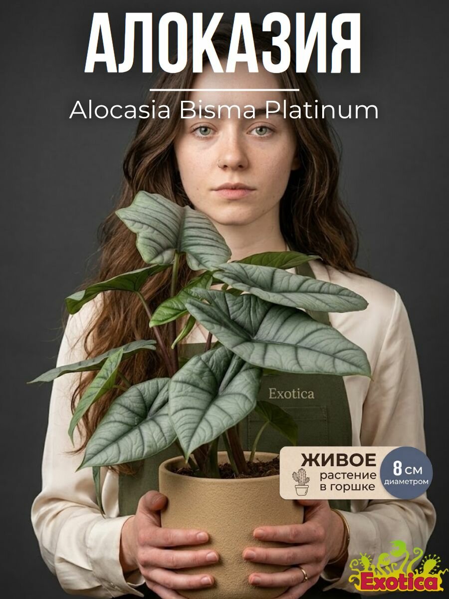 Алоказия Платинум (Alocasia Bisma Platinum) 8см