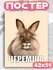 Постеры на стену Черемша мем , плакат 1шт, А2 размер.