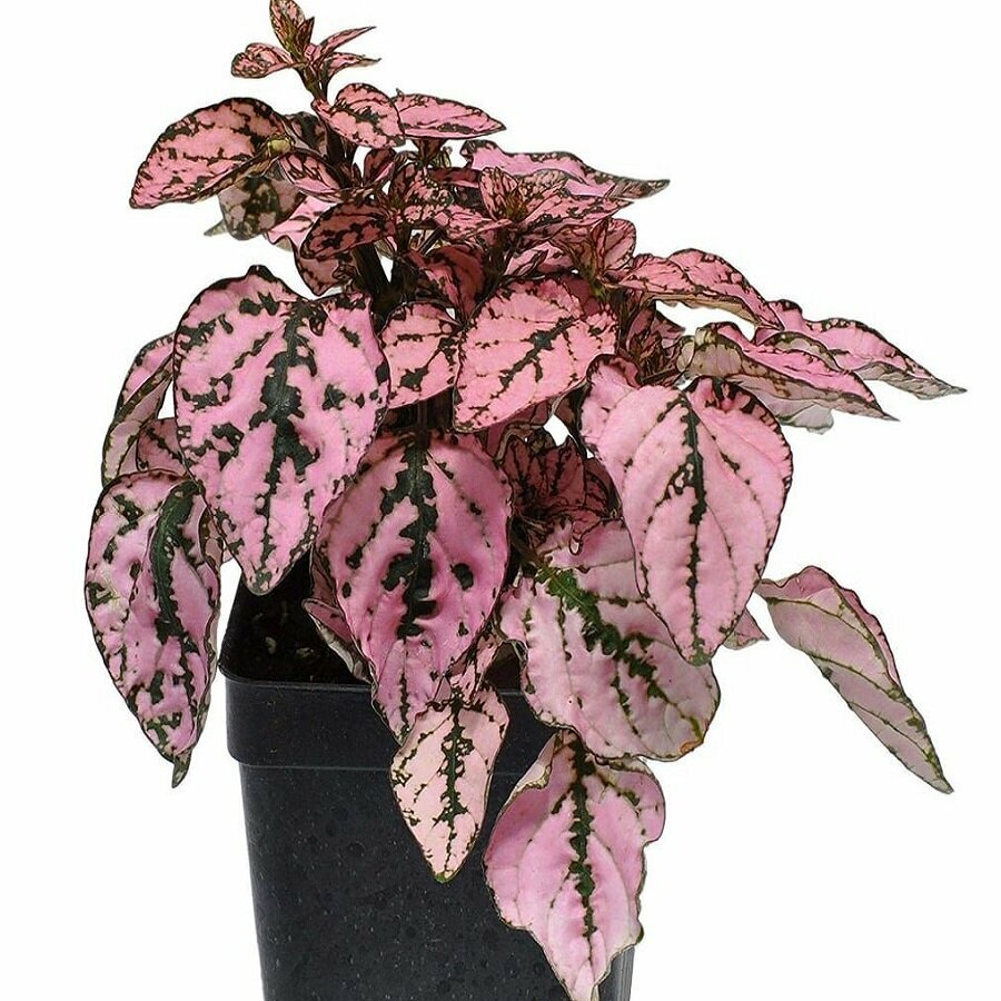 Гипоэстес розовый Pink, семена