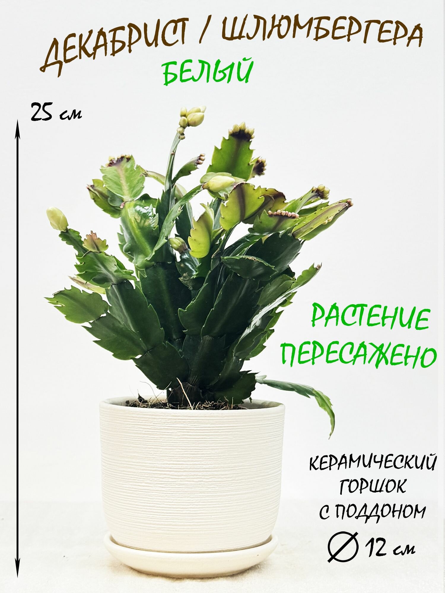 Декабрист/Шлюмбергера белый в белом керамическом горшке с поддоном, высота 22-25см