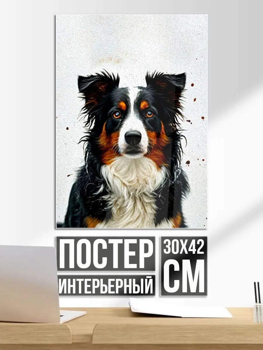 Постер на стену Бордер-колли на белом