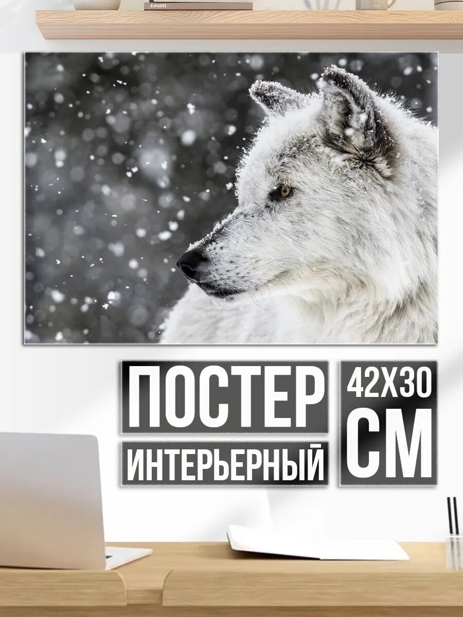 Плакат постер Белый волк