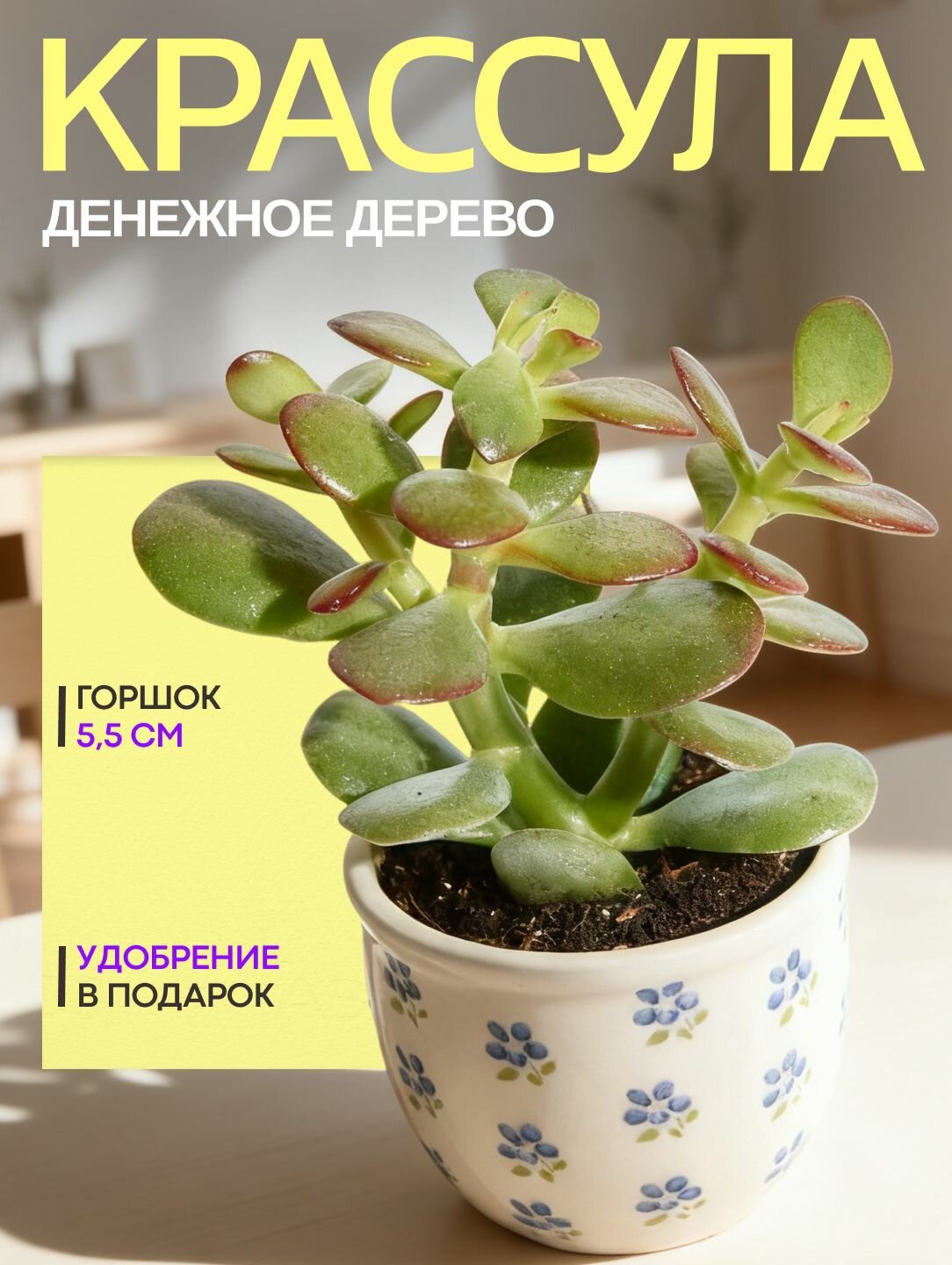 Крассула Денежное Дерево комнатный цветок в горшке живой