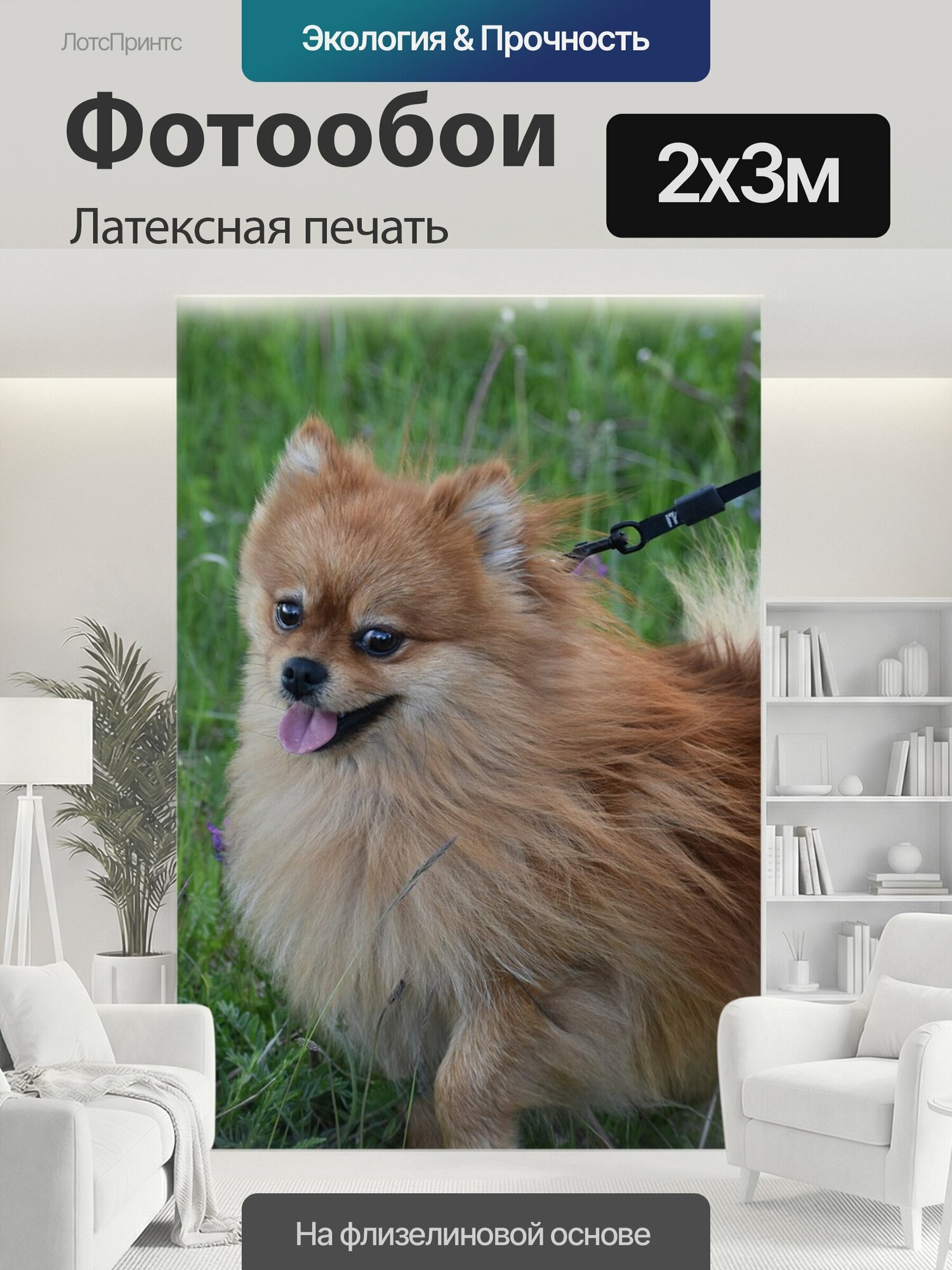 Фотообои моющиеся ударопрочные "Собака, пес, шпиц" 200x300 см. латексная печать
