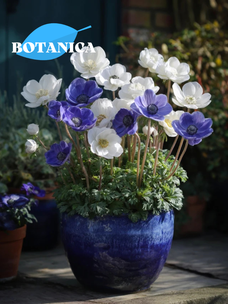 Клубни цветов, botanica garden, TWIN, Анемоны Брайд 5 шт / Мистер Фоккер 5 шт (10 штук)