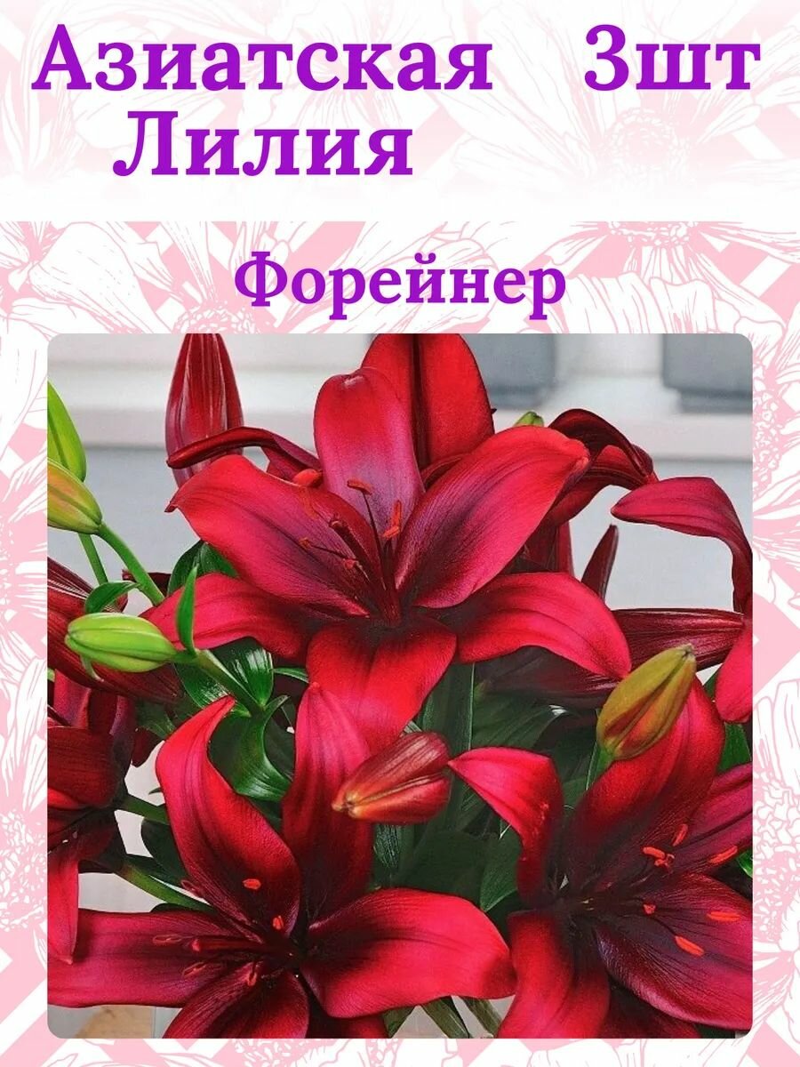 Луковицы лилии многолетние, новые популярные сорта 3 штуки
