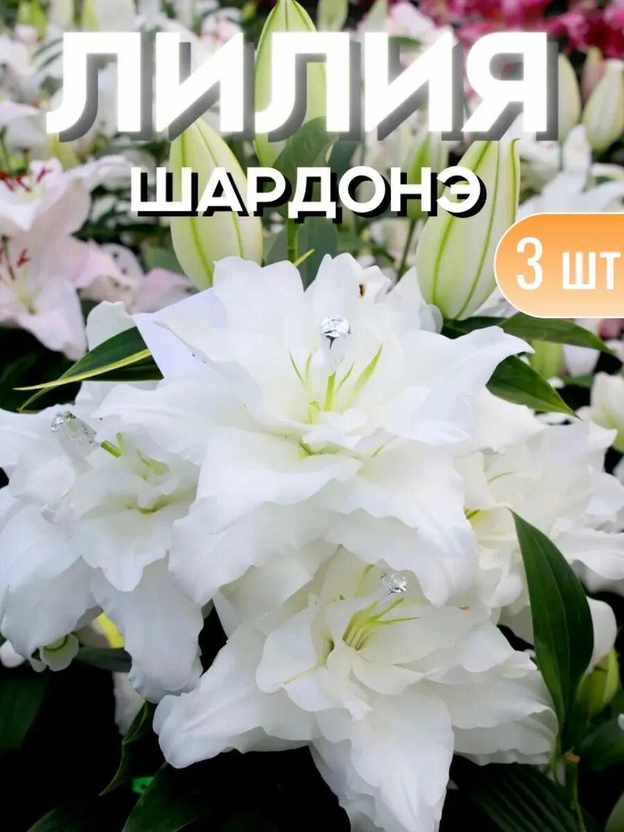 Луковицы лилии многолетние, новые популярные сорта 3 штуки