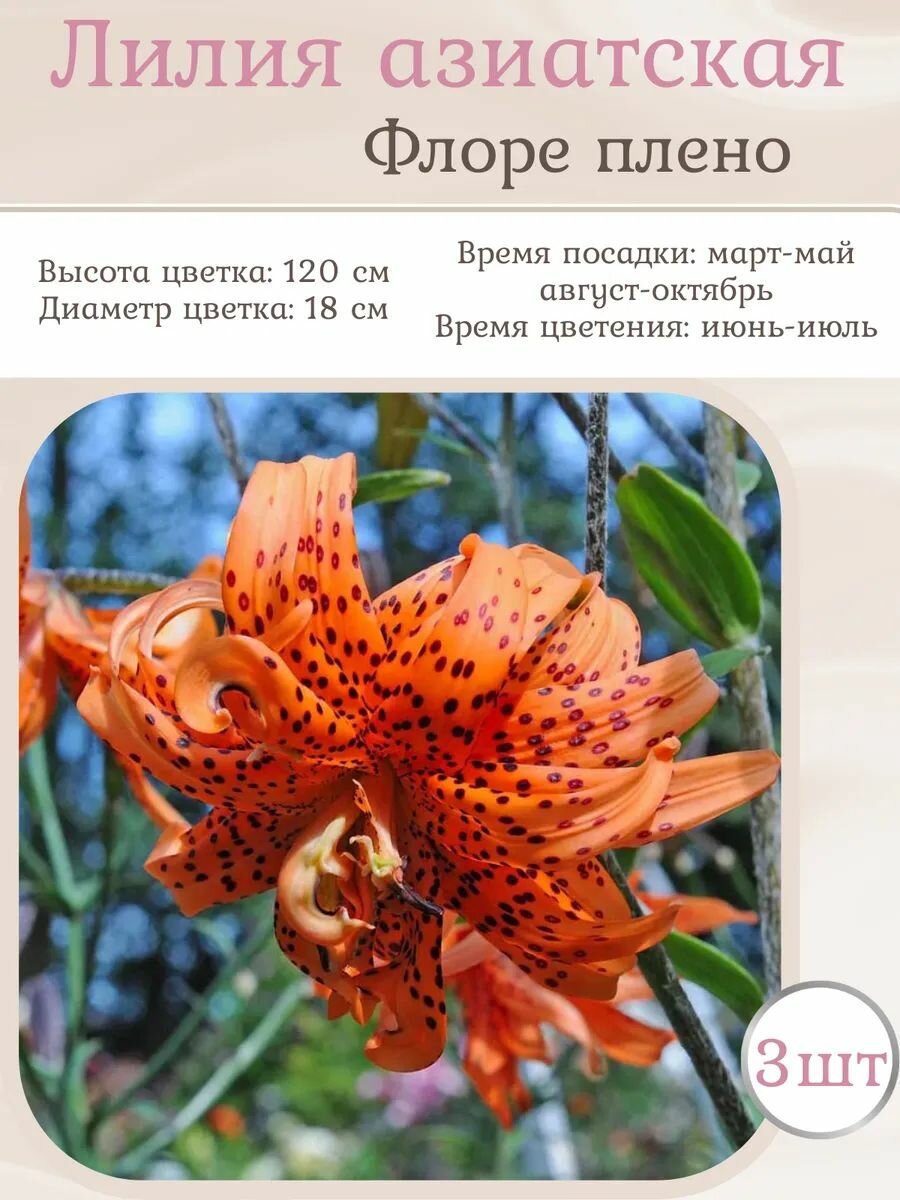 Луковицы лилии многолетние, новые популярные сорта 3 штуки