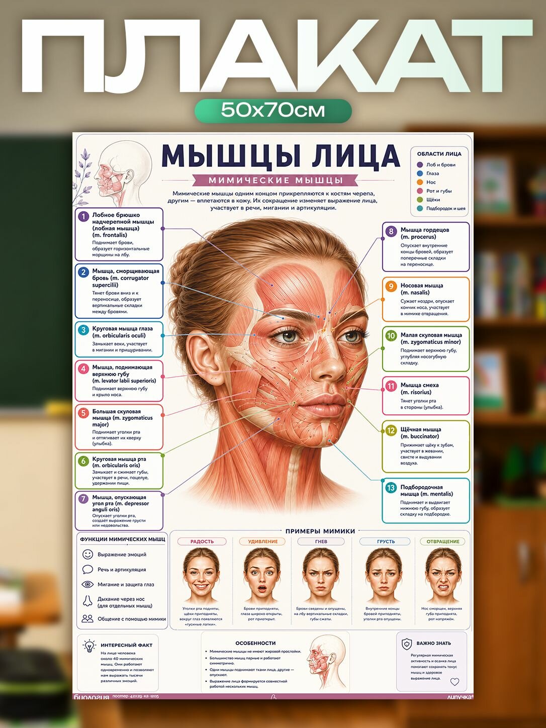 Постеры школьные Биология анатомия человека мышцы лица