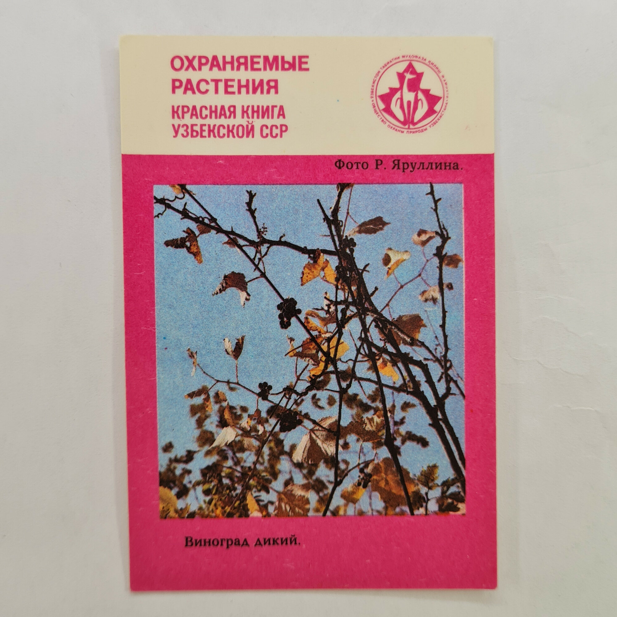 Карманный календарик СССР 1989. Охраняемые растения, дикий виноград, природа. Советский календарь