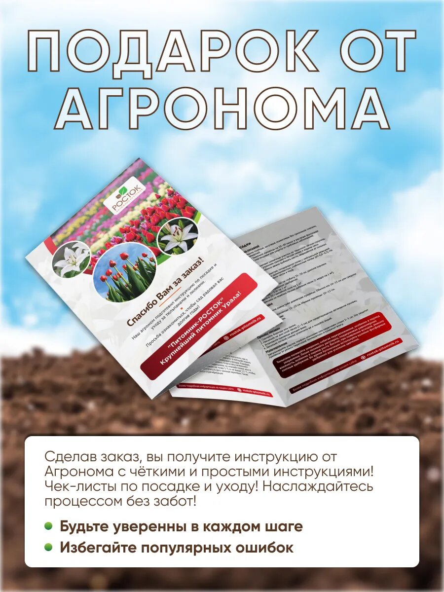 Луковицы тюльпанов Вашингтон — фото 1