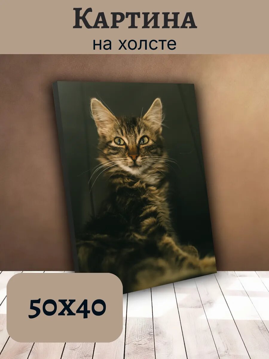 Картина Постер Кот Кошка Cat 40x50 пушистый Полосатый