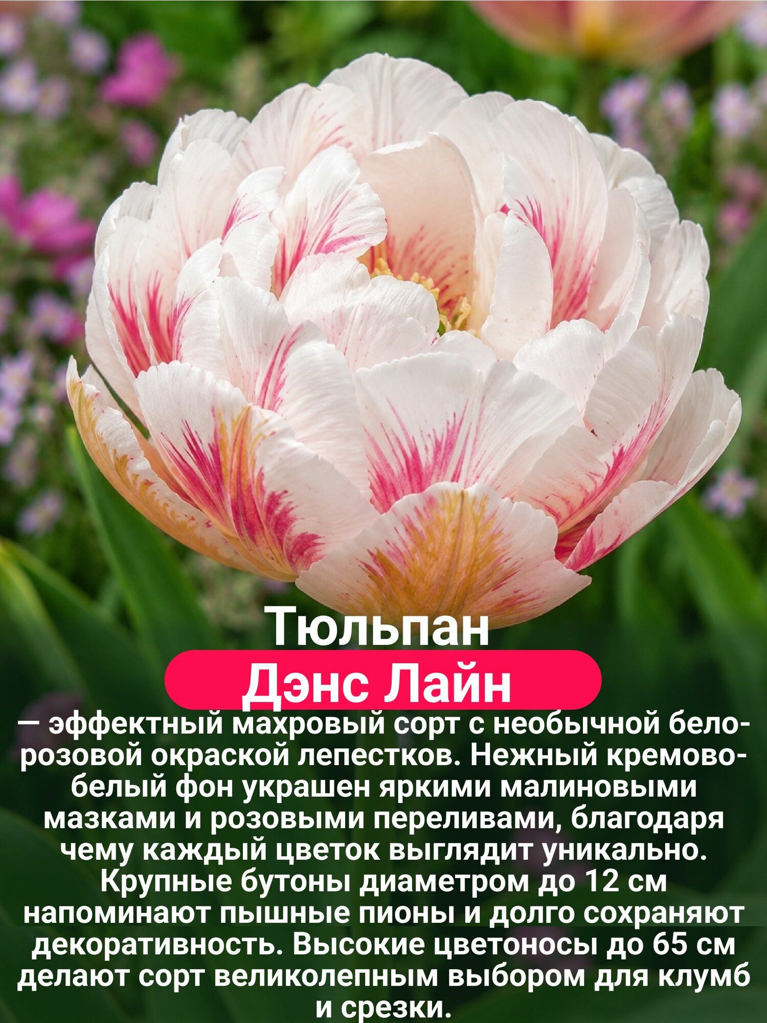 Тюльпаны махровые многолетние луковицы сорта "Дэнс Лайн" 7 шт — фото 1