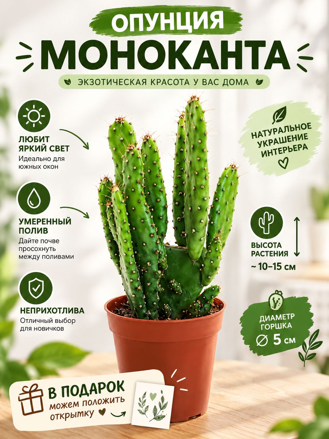 Опунция кактус Моноканта, кактус живой, D-5 и открытка