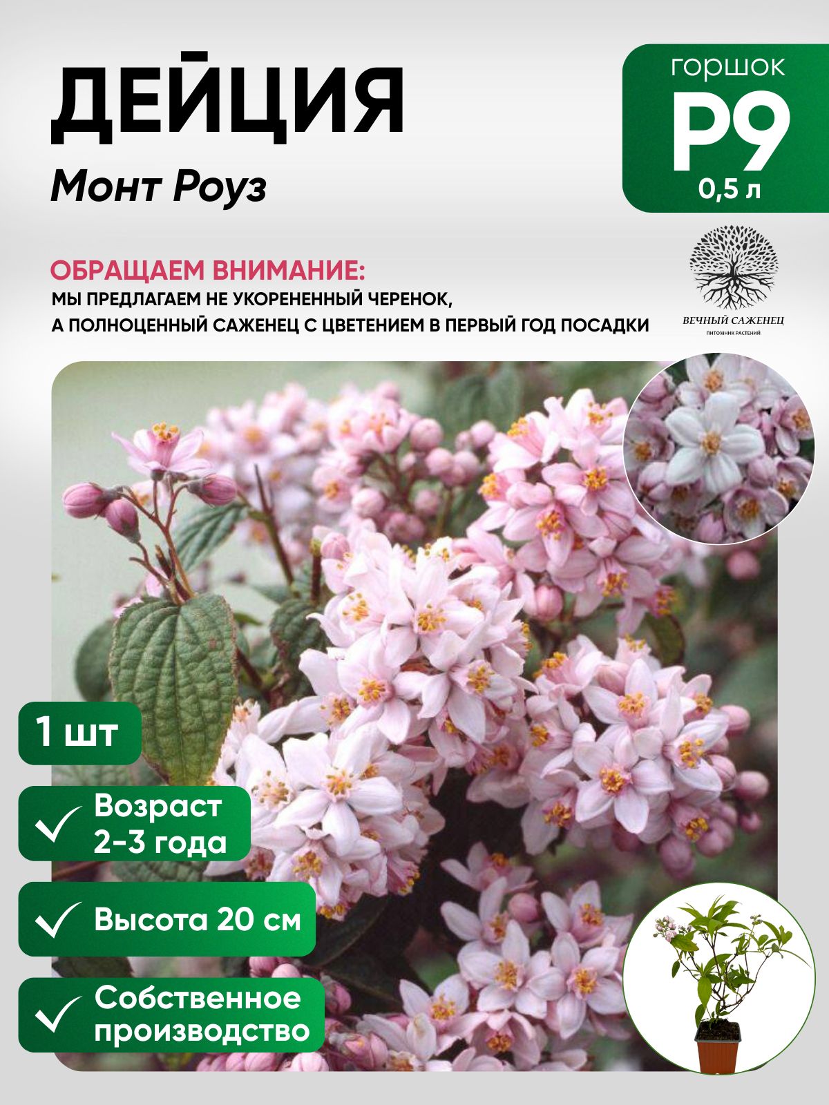 Дейция Монт Роуз, саженец для сада и дачи, декоративное растение для посадки