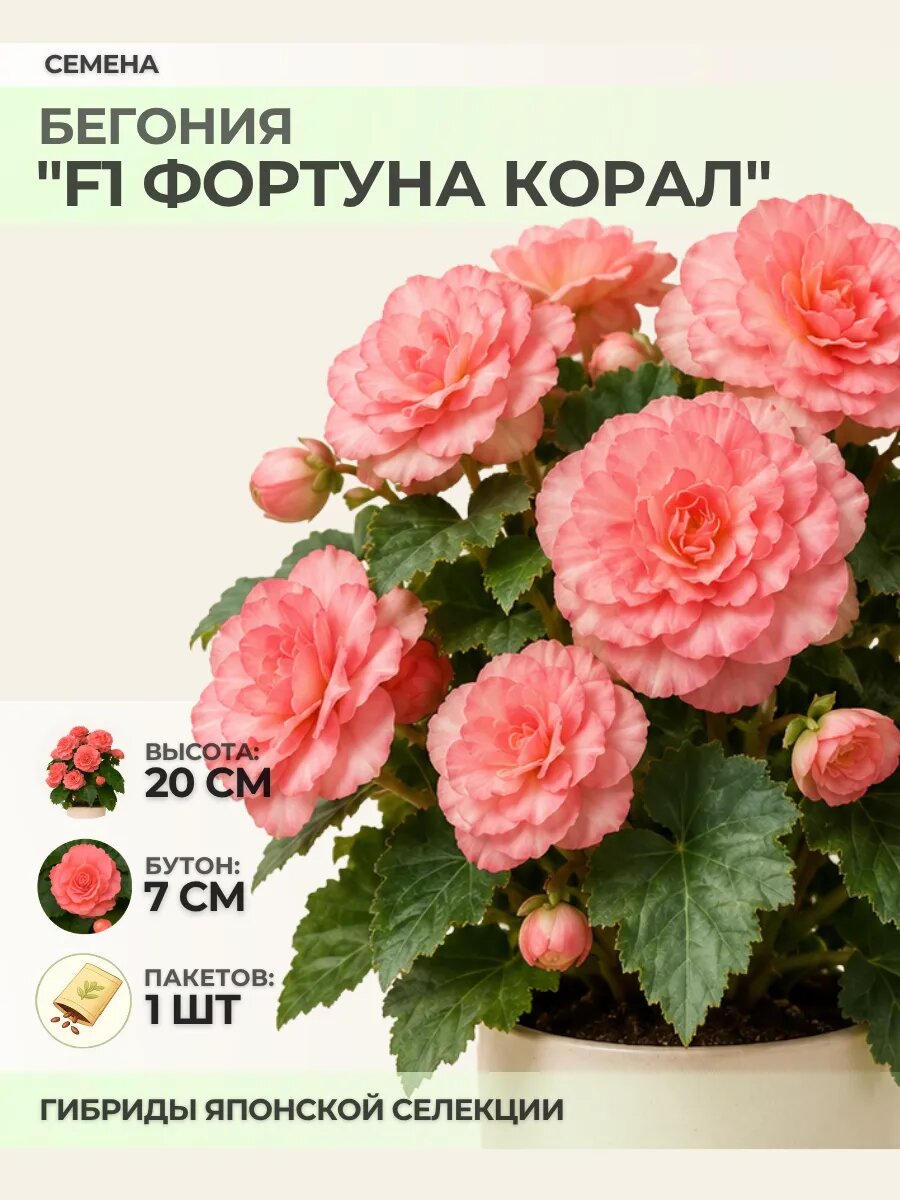 Бегония "Фортуна Корал" F1, супермахровые розовые цветки, японский гибрид, 1 упаковка, 4 шт. дражированных семян.