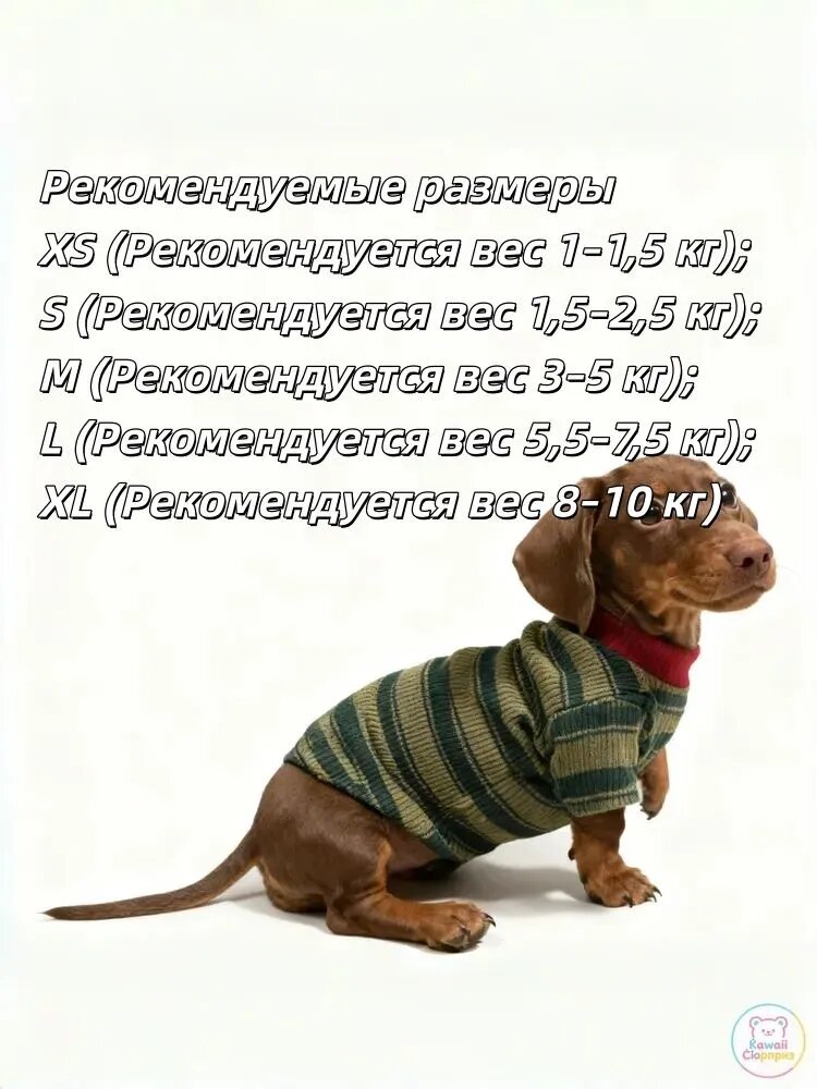 Одежда для таксы — фото 1