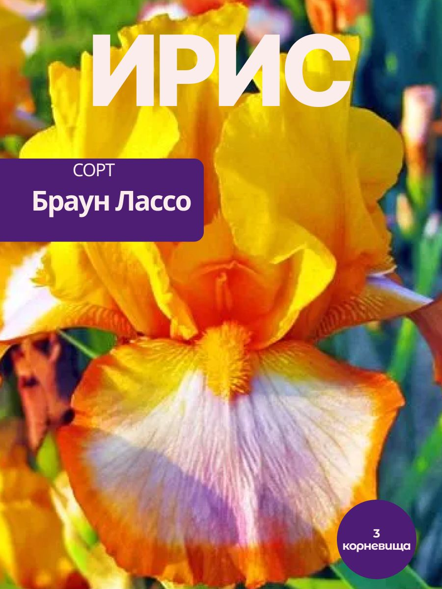 Ирис Браун Лассо, корневище 3 шт