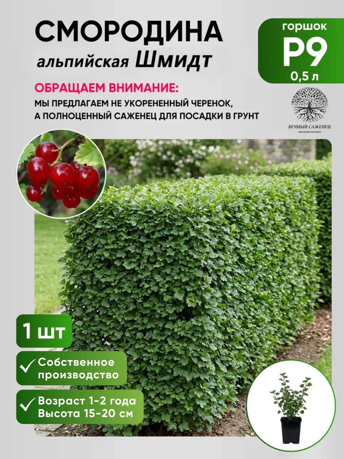 Смородина альпийская Шмидт, саженец для сада и дачи, декоративное растение для посадки