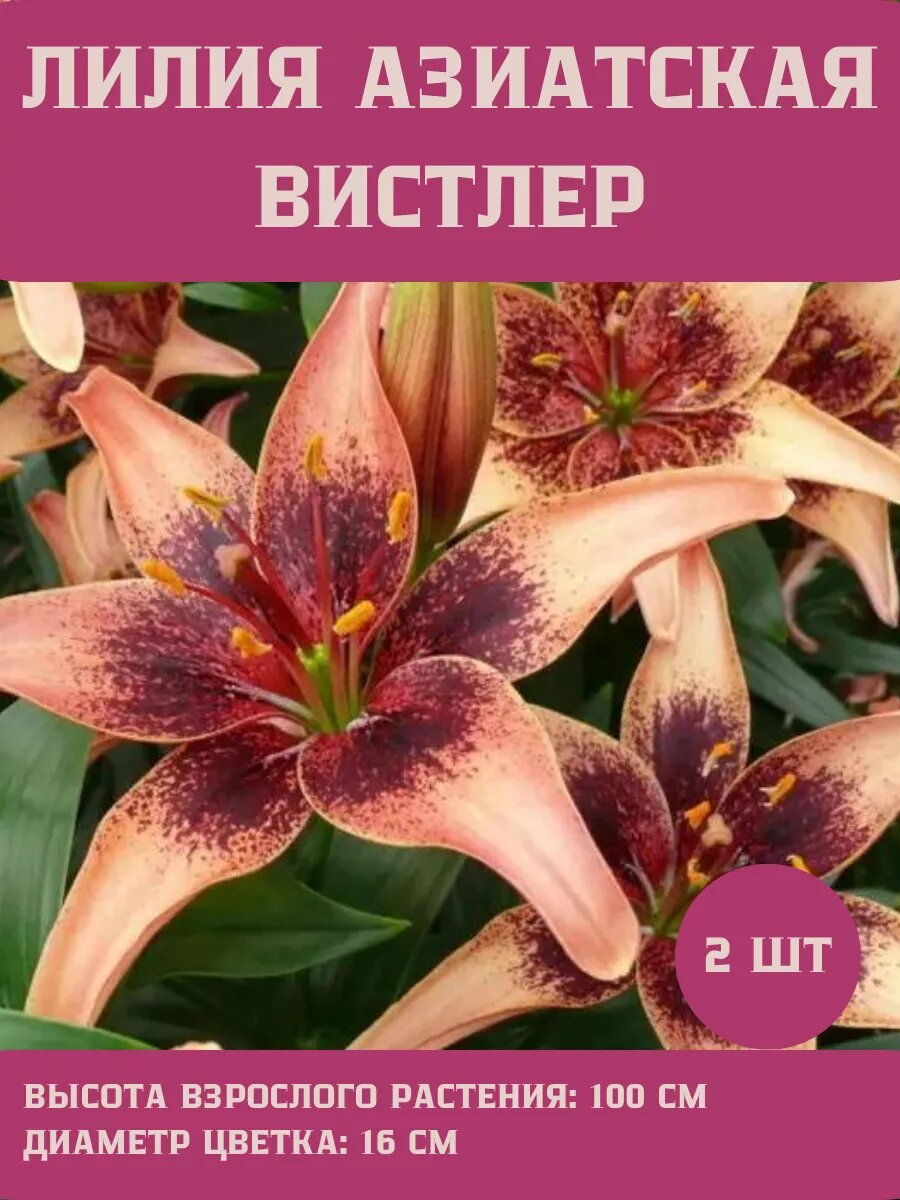 Лилия азиатская; Лилия восточная; Луковицы