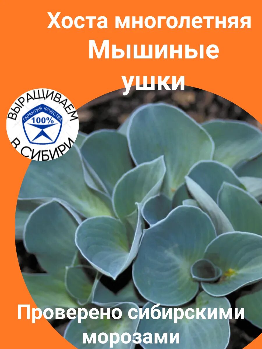 Хоста Блю Маус Иерс (мышиные ушки) многолетнее зимостойкое растение для сада