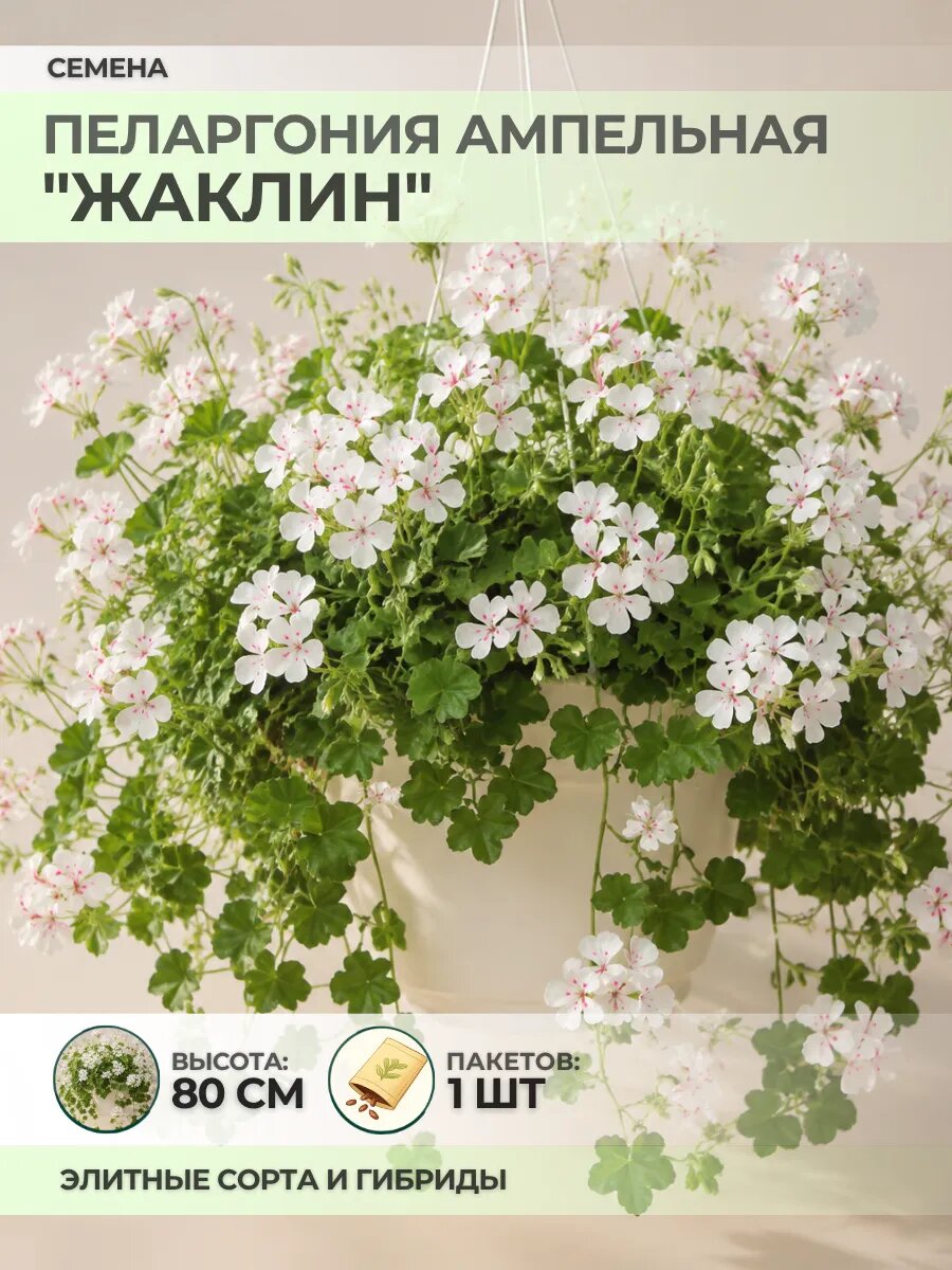Пеларгония ампельная "Жаклин", нежно-белые с тёмной серединкой цветки, ампельный сорт, 1 упаковка, 3 шт. семян.